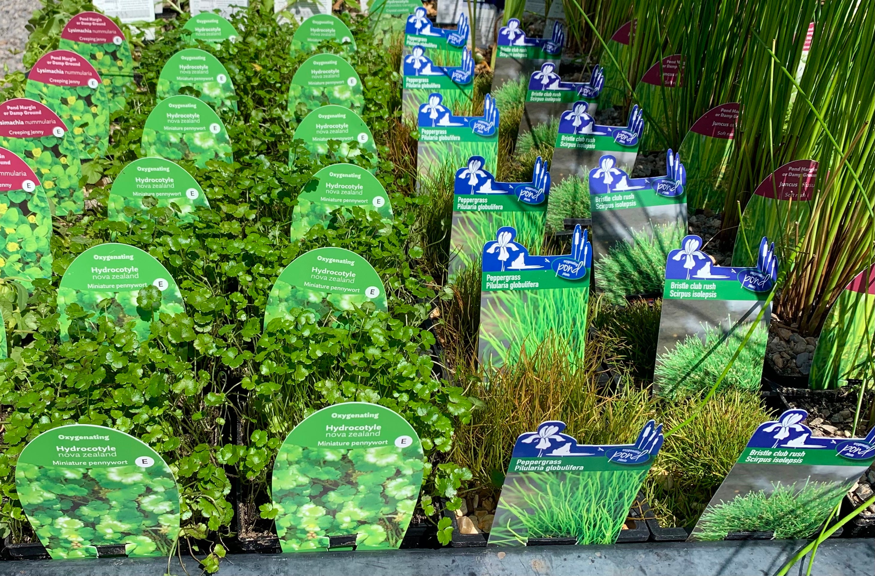 Pond Plants – Paddock Farm