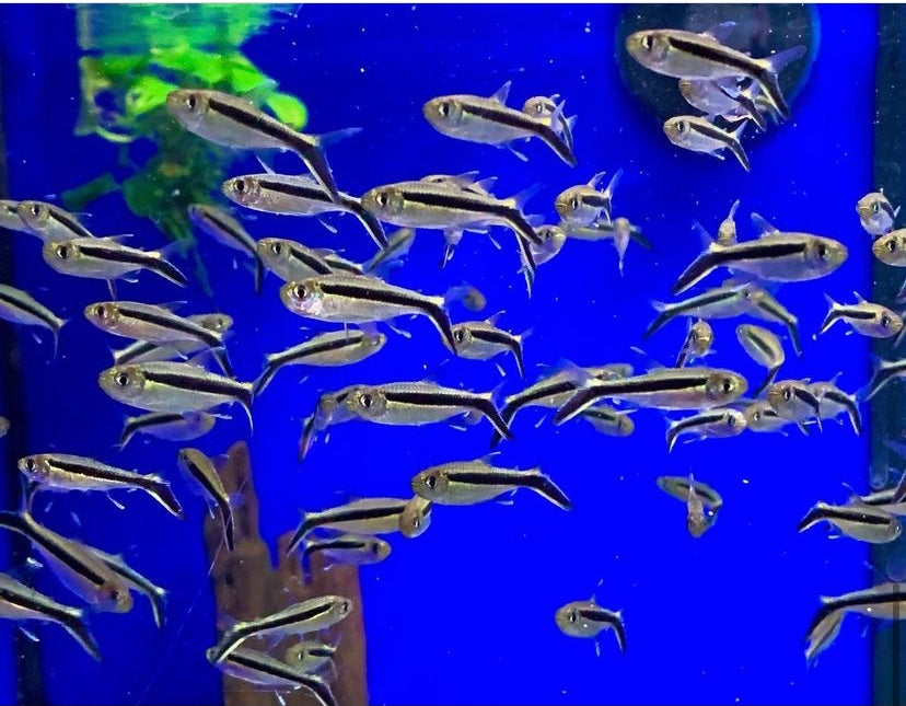 Aquatic Centre – Paddock Farm