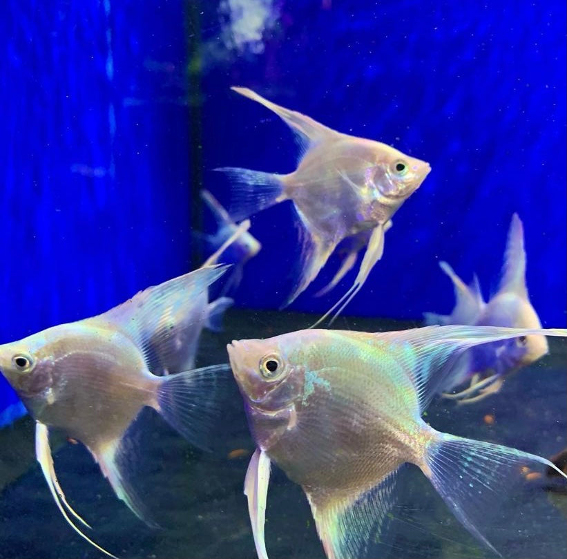 Aquatic Centre – Paddock Farm